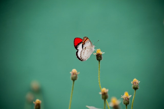 Unlocking the Secrets of Butterfly Symbolism | Elgar History